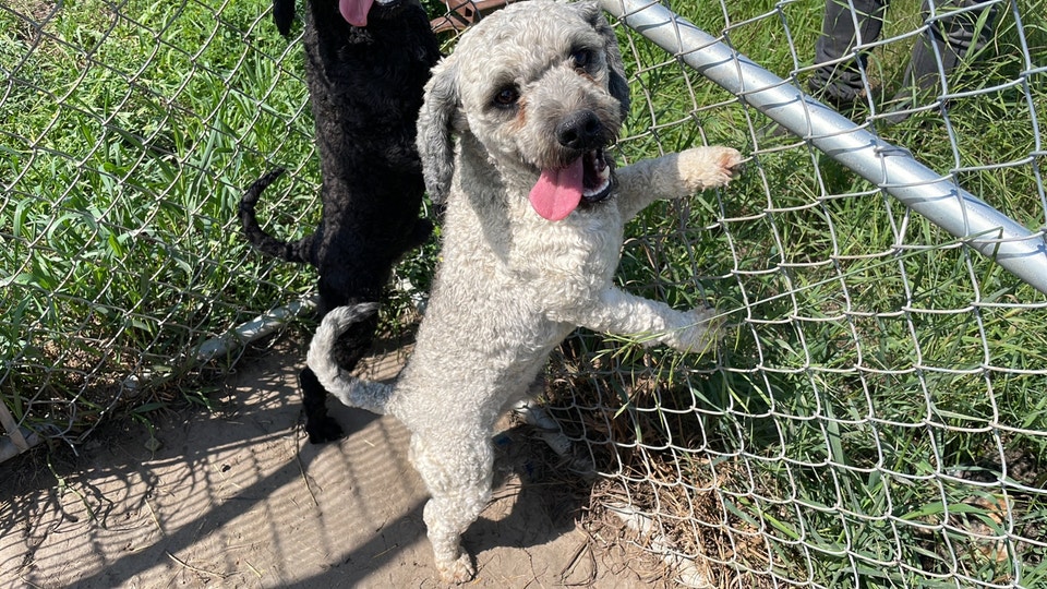 1 1/2 yr old Cockapoos | Dogs & Puppies for Rehoming | Lloydminster ...