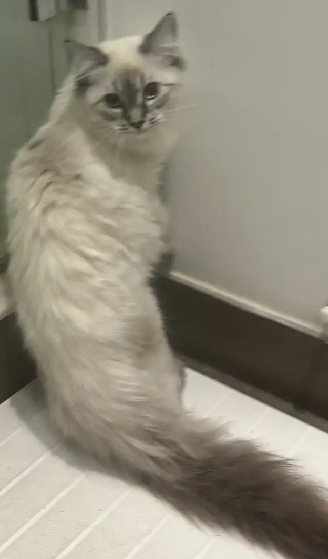 4 month old long haired Siamese-Himalayan mix kitten | Cats & Kittens ...