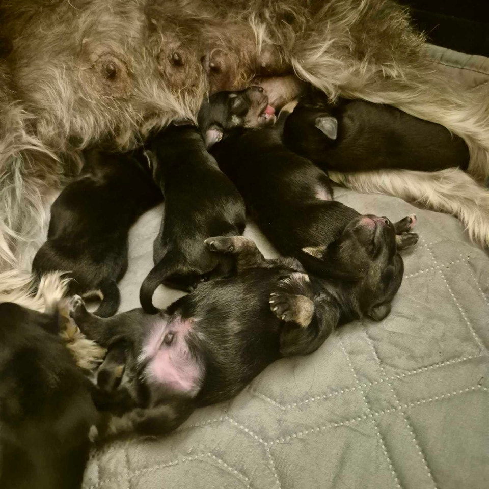 Itsy Bitsy (Mini) Schnauzers for YOU! | Dogs & Puppies for Rehoming ...