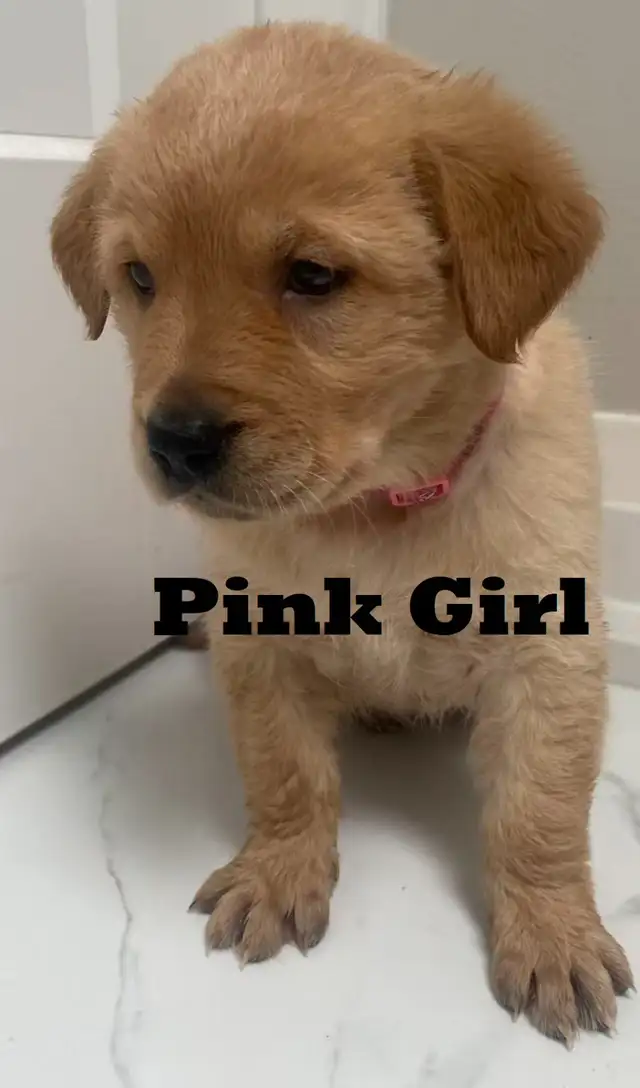 Golden Retriever Puppies Ready Nov 21 | Dogs & Puppies for Rehoming ...