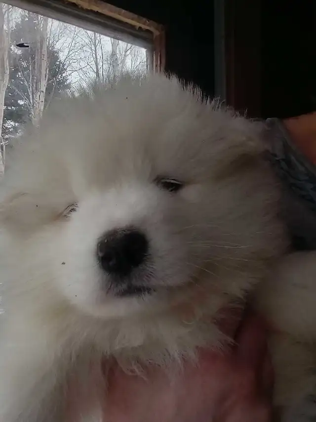 Chiot Samoyède ** Mâle ** Samoyed Puppy ** Prêt à Partir! | Dogs ...