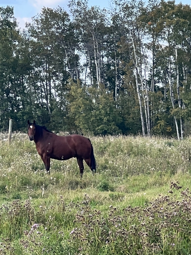 Arab quarter horse | Horses & Ponies for Rehoming | Grande Prairie | Kijiji