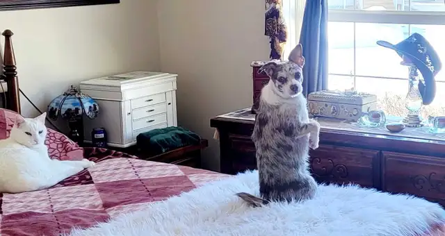 Mom & her Pup for rehoming | Dogs & Puppies for Rehoming | Red Deer ...