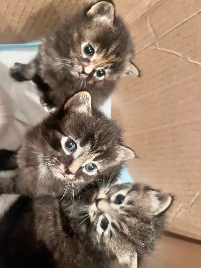 Maine coone mix ragdoll , tabby mix cat | Cats & Kittens for Rehoming ...