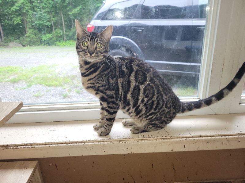 Gorgeous Brown Male Bengal Pure Bred | Chats et chatons à adopter ...