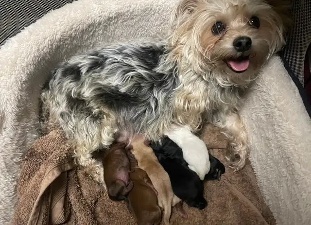 4 Adorable ️ Teddy Bear Yorkie Terrier / Biewer | Dogs & Puppies for ...
