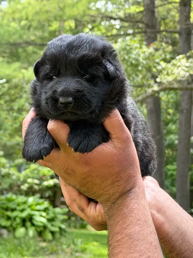 German Shepherd Show Line Litter F vom Hasiburg | Dogs & Puppies for ...