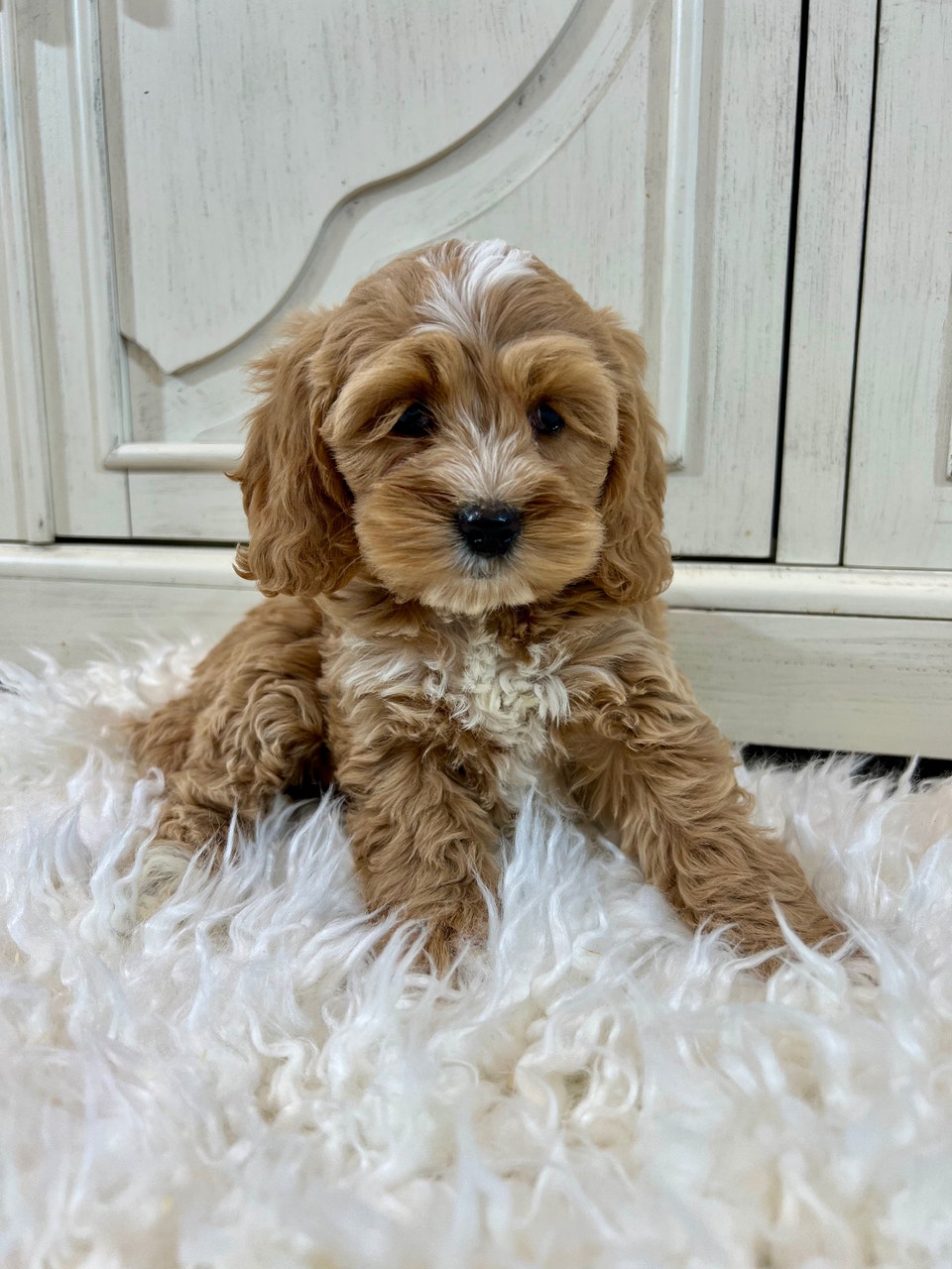 Toy Cockapoo Puppies | Dogs & Puppies for Rehoming | Barrie | Free ...