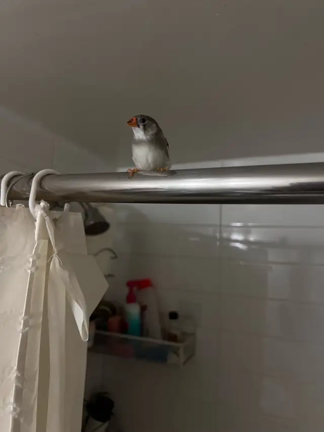 Zebra finch birds for sale | Birds for Rehoming | City of Toronto ...