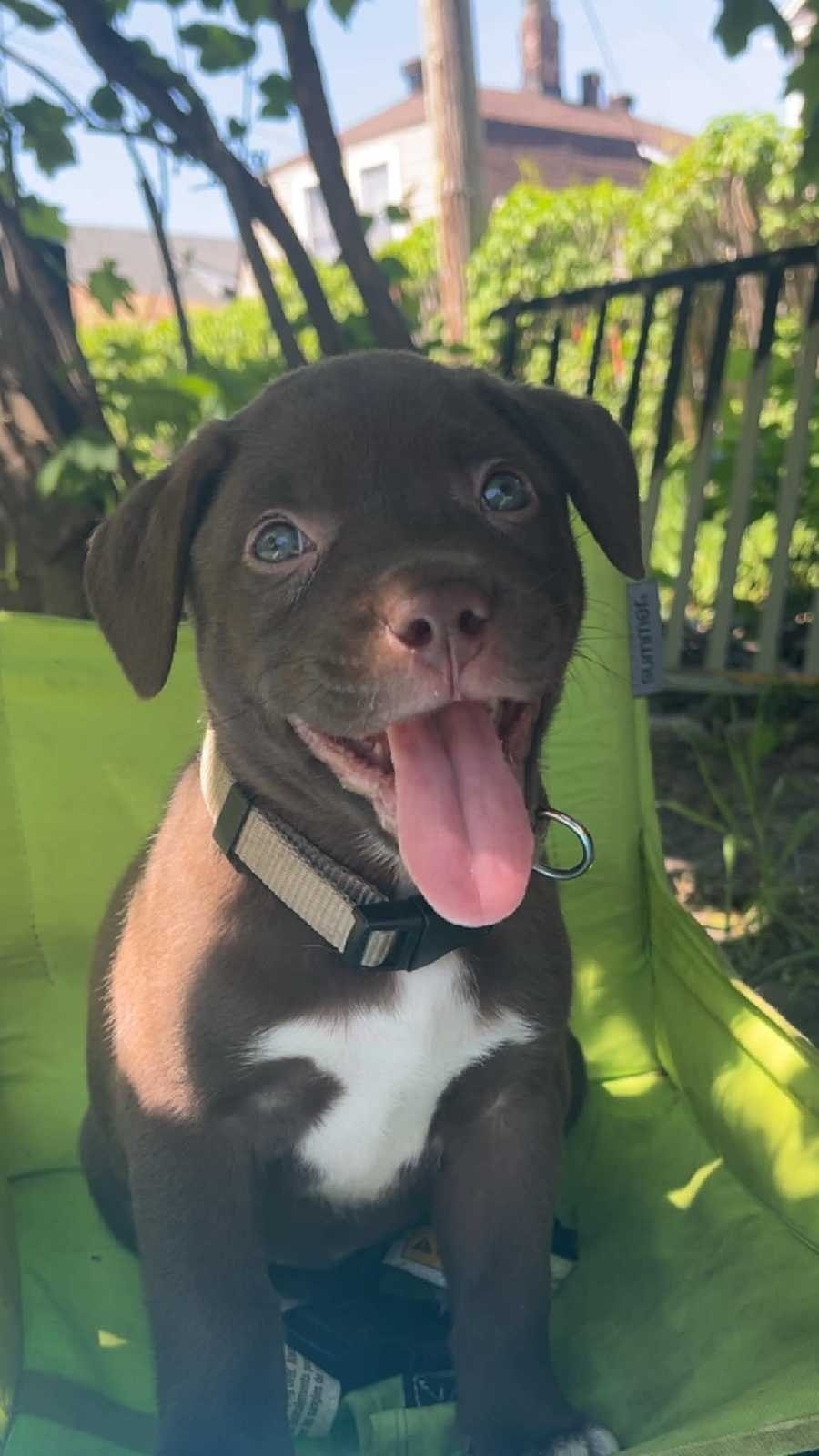 Texas Red Nose American Pit Bull Puppies 6 | Dogs & Puppies for ...