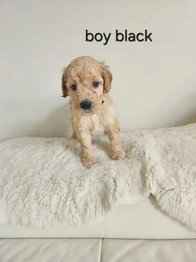 Cockapoo Puppies | Dogs & Puppies for Rehoming | Winnipeg | Free local ...