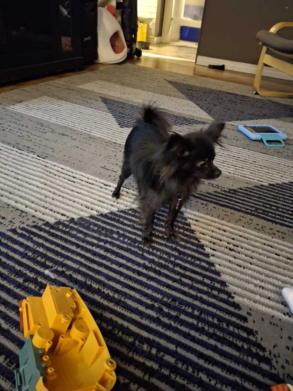 1 year old female puppy | Dogs & Puppies for Rehoming | Edmonton | Free ...