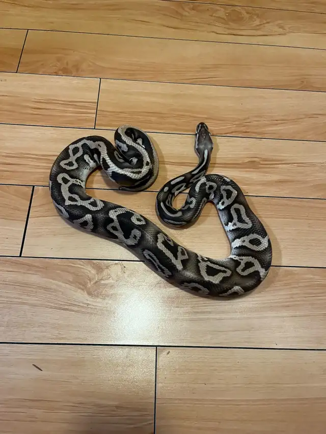 Pastel Phantom, lesser Ball python male | Reptiles & Amphibians for ...