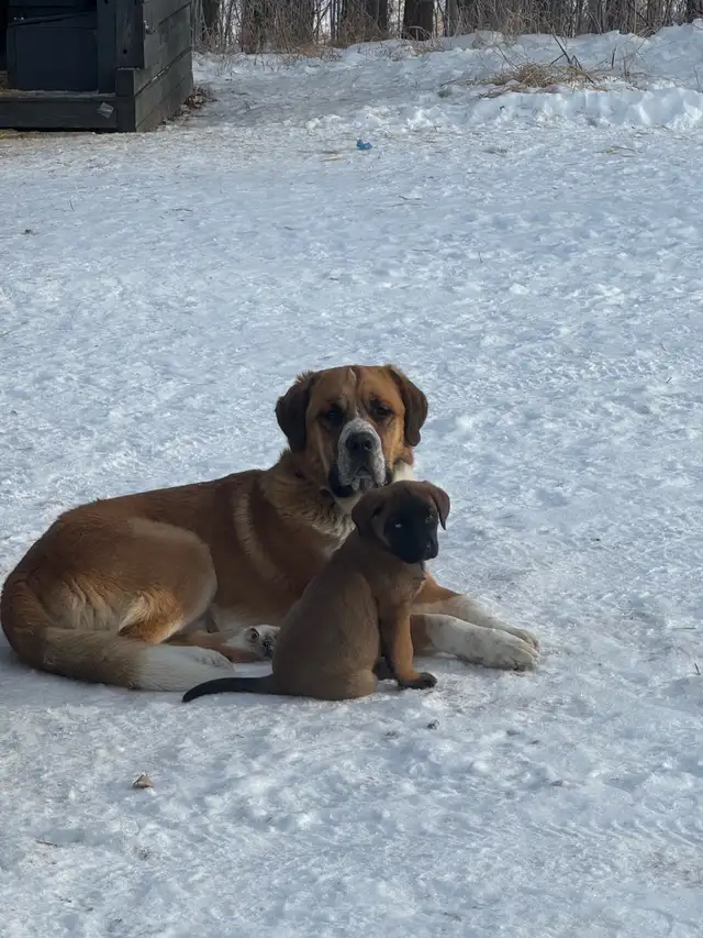 Puppies for sale! | Dogs & Puppies for Rehoming | Red Deer | Free local ...