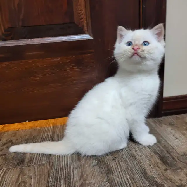 Siamese-Flame point tiger tail | Cats & Kittens for Rehoming | Red Deer ...