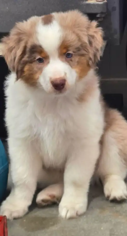 Bebés Berger Australien | Dogs & Puppies for Rehoming | Laurentides ...