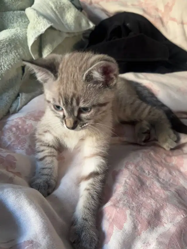 Ragdoll Bengal Mix Kittens-vaccinated | Cats & Kittens for Rehoming ...