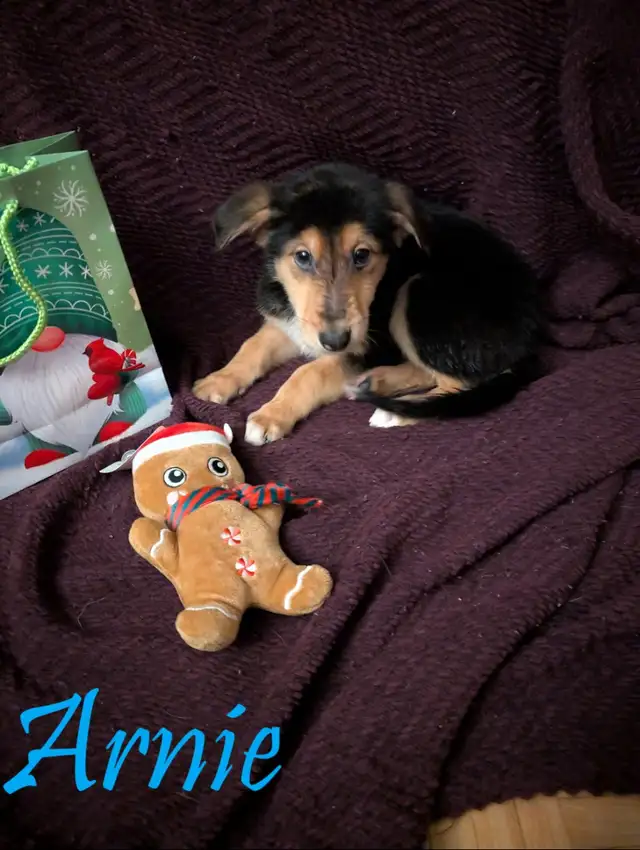 Only 6 left! German Shepherd-Rough Collie Puppies! | Dogs & Puppies for ...