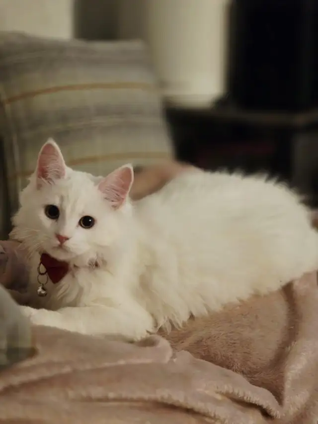 Purebred Turkish Angora Kitten | Cats & Kittens for Rehoming | City of ...