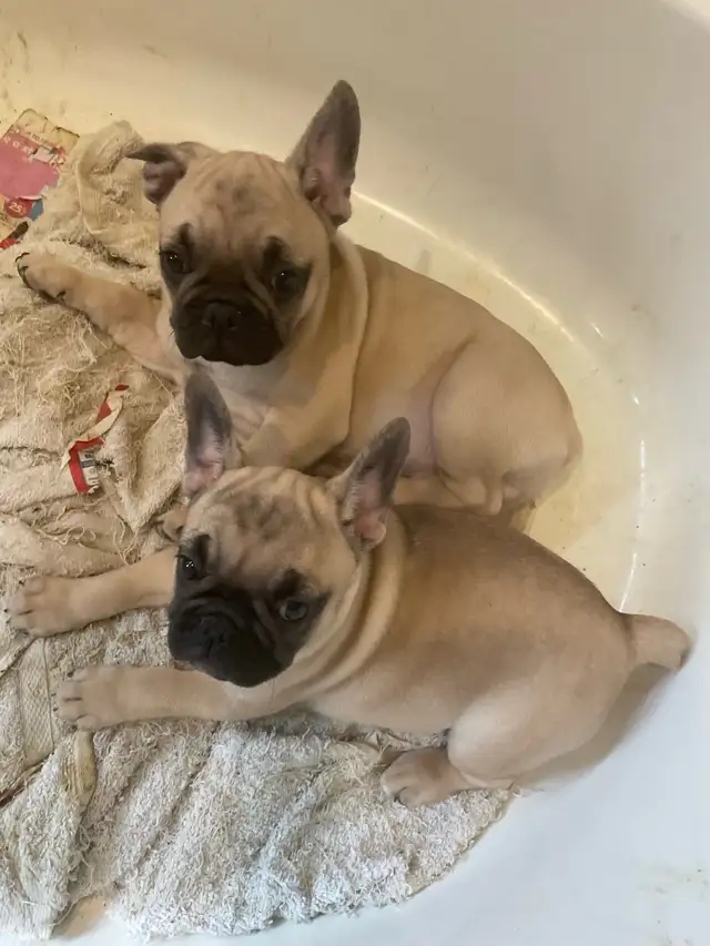 ️ French bulldogs x pug puppies ️ | Dogs & Puppies for Rehoming ...