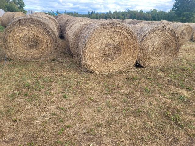 Hay for Sale | Livestock | Ottawa | Kijiji