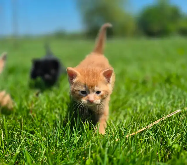 Tame barn kittens ready next week | Cats & Kittens for Rehoming ...