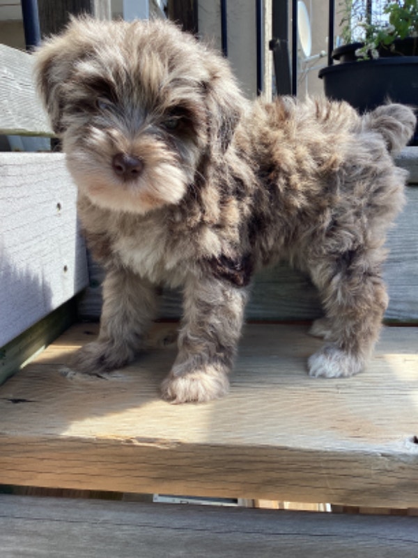 Golden Wheaten Toy Purebred Schnauzer and other Colours. | Dogs ...