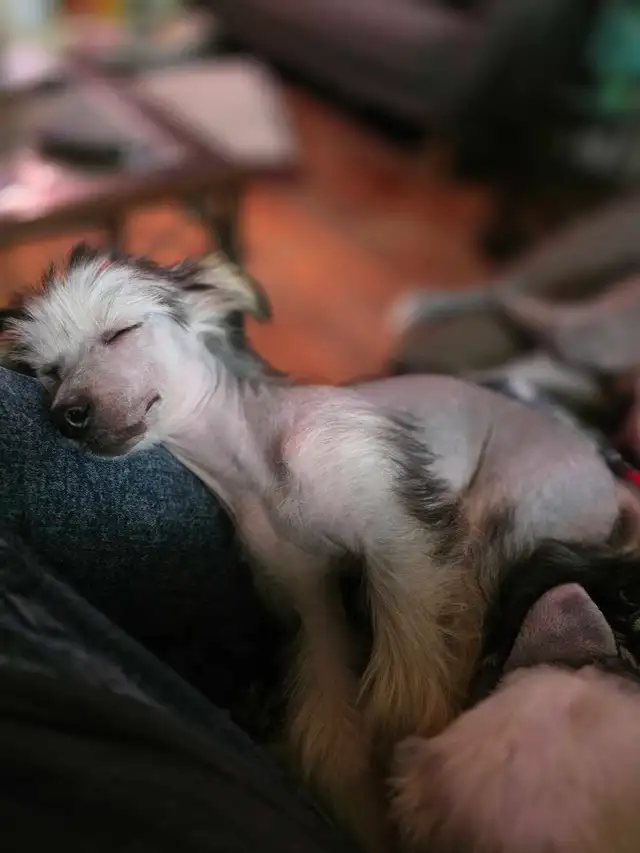 chinese crested young dog | Dogs & Puppies for Rehoming | Regina | Free ...