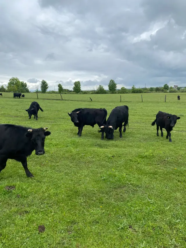 Dexter Cows beef cows | Livestock | Oshawa / Durham Region | Free local ...