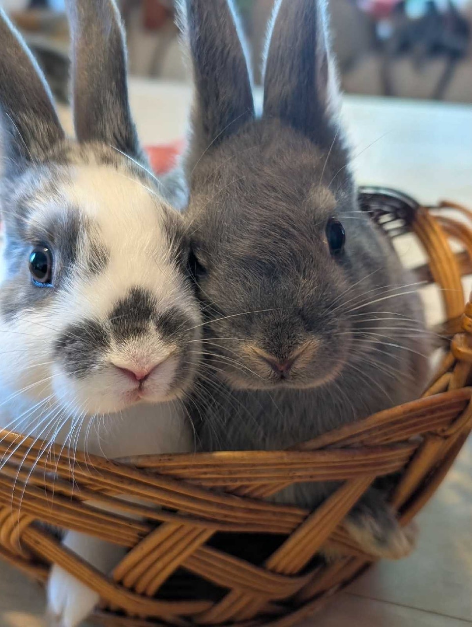 Pixie Rex (4 females) Rabbits | Small Animals for Rehoming | West ...