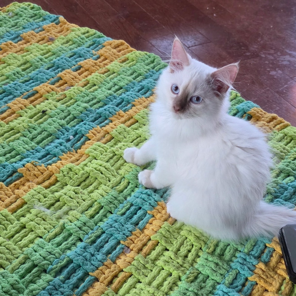 young cats need home asap | Cats & Kittens for Rehoming | Ottawa | Free local classifieds - Kijiji