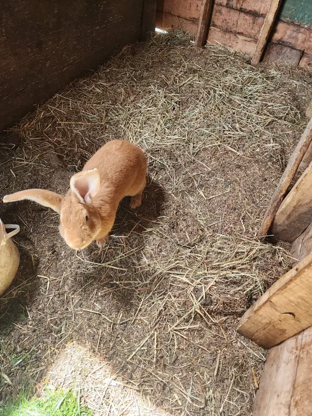Young Flemish Giant Rabbits | Livestock | Edmonton | Free local ...