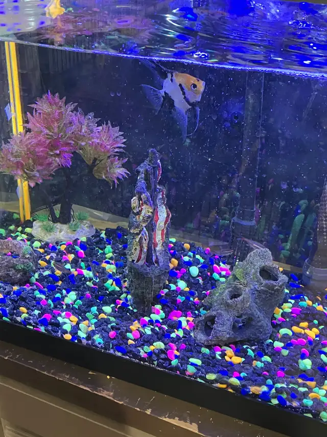 Aquarium avec poisson | Fish for Rehoming | Lévis | Free local ...