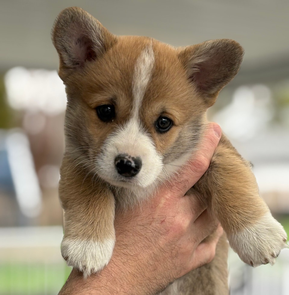 Pembroke Welsh Corgis (DNA Tested) | Dogs & Puppies for Rehoming ...