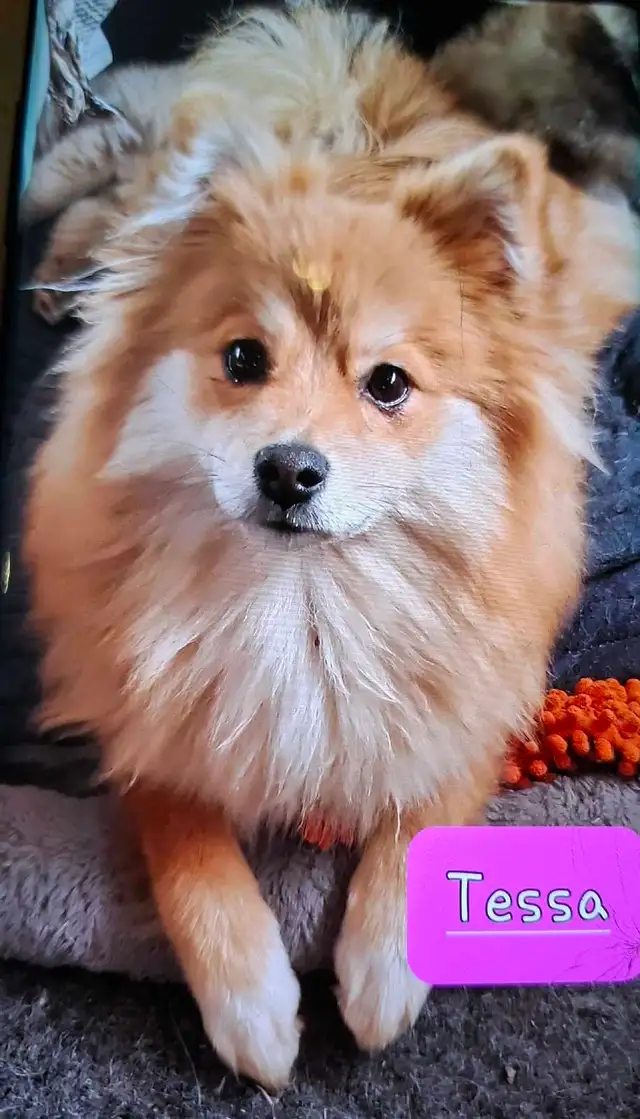 Going Fast!! 6.5 mth (75% - 92% pom) Micro Pomsky Pups | Dogs & Puppies ...