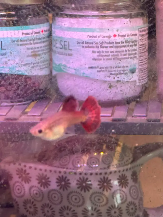 AAA grade red Mahogany guppies for sale in Scarborough | Fish for ...