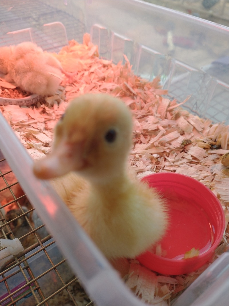 SOLD: Runner Ducklings - Pure-Bred | Livestock | St. Catharines | Kijiji
