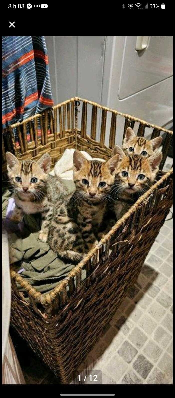 Chatons Bengals pure race | Cats & Kittens for Rehoming | Laurentides ...