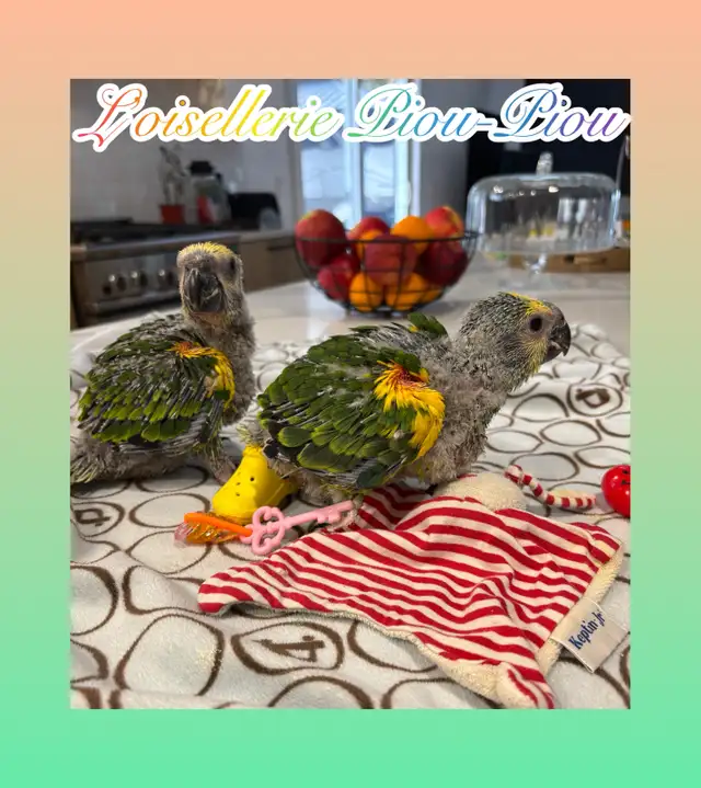 bébés amazones à front bleu | Birds for Rehoming | City of Montréal ...