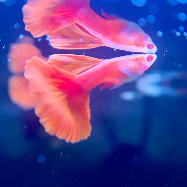 Quality Guppies for Your Aquarium | Fish for Rehoming | City of Toronto ...