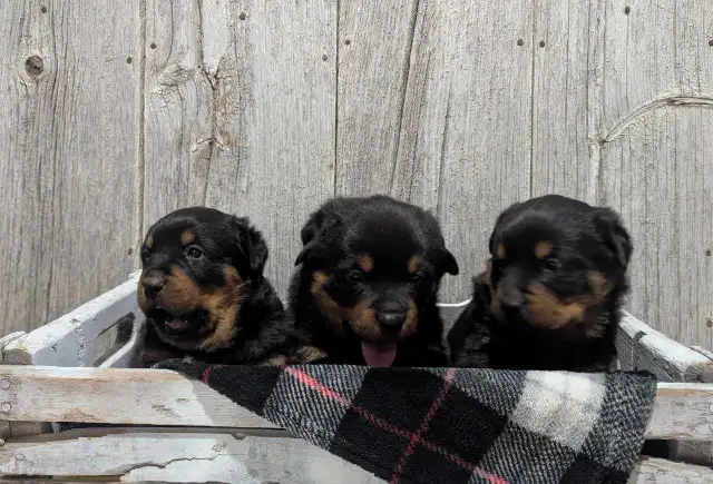 Purebred German Rottweiler | Dogs & Puppies for Rehoming | Kitchener ...