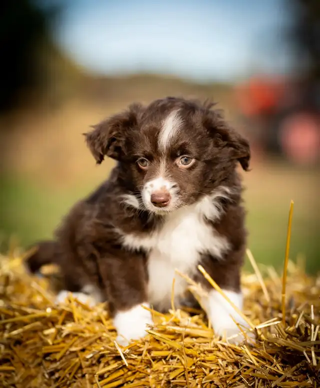 mini berger australien | Dogs & Puppies for Rehoming | City of Montréal ...