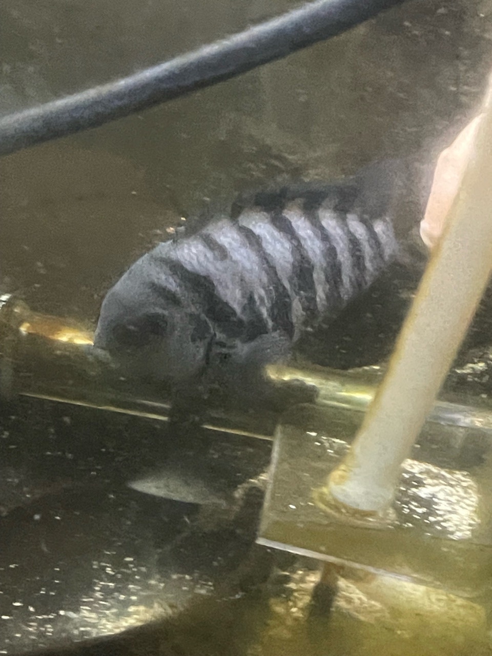 Convict cichlids | Fish for Rehoming | Saskatoon | Free local ...