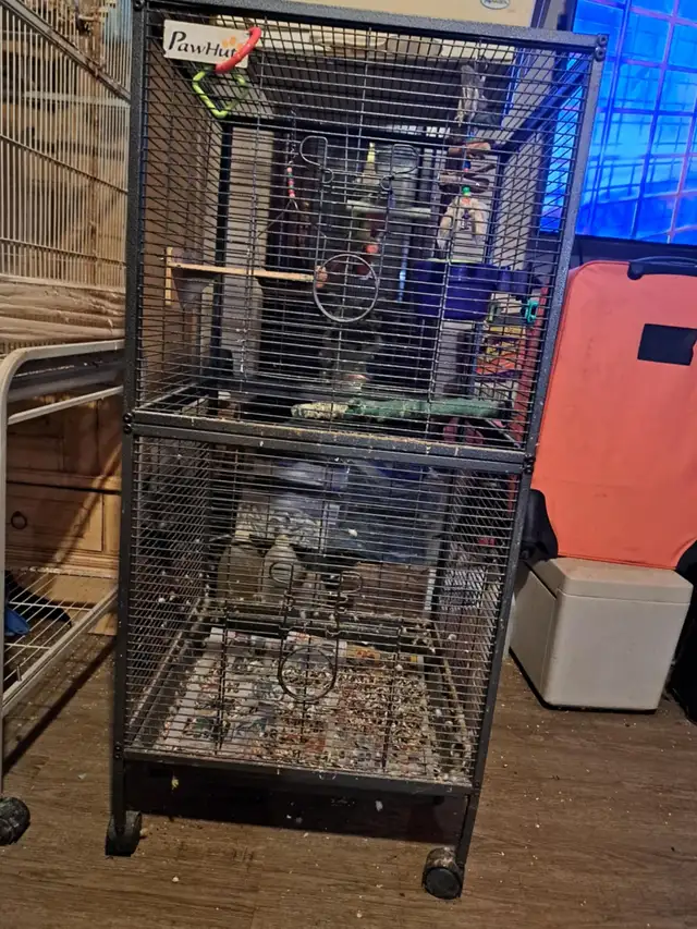 Conure a joue verte avec grande cage | Birds for Rehoming | Granby ...