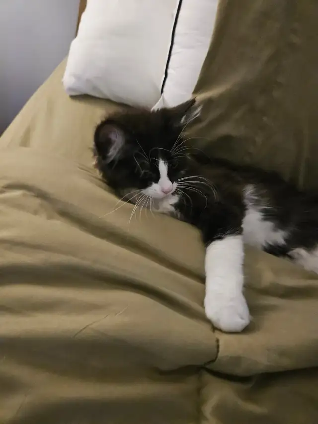 Beautiful long hair female kitten | Cats & Kittens for Rehoming ...