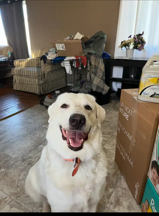 Guard dog | Dogs & Puppies for Rehoming | Calgary | Free local ...