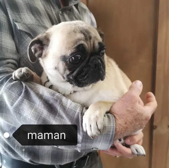 Chiots Pug Carlin mâles/femelles prêts à partir! Ready ! | Dogs ...