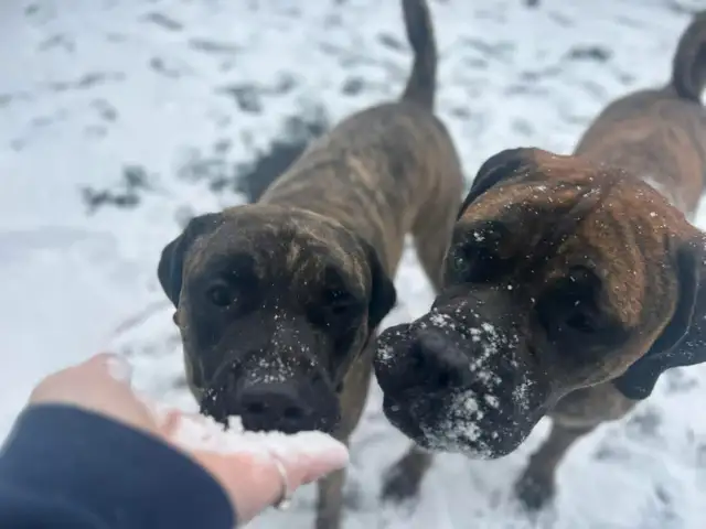 3 y/o Bullmastiff dogs | Dogs & Puppies for Rehoming | Edmonton | Free ...