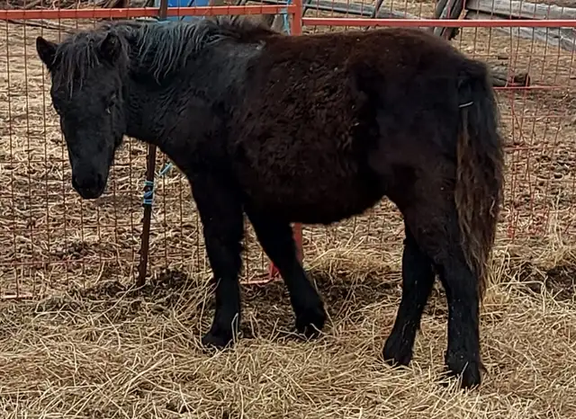 Grade 2025 POA and Pony Pinto Stud Colts | Horses & Ponies for Rehoming ...