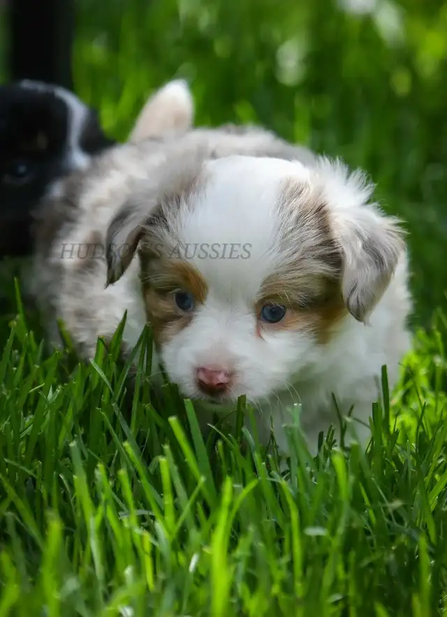 Toy & Miniature Australian Shepherd Puppies | Dogs & Puppies for ...